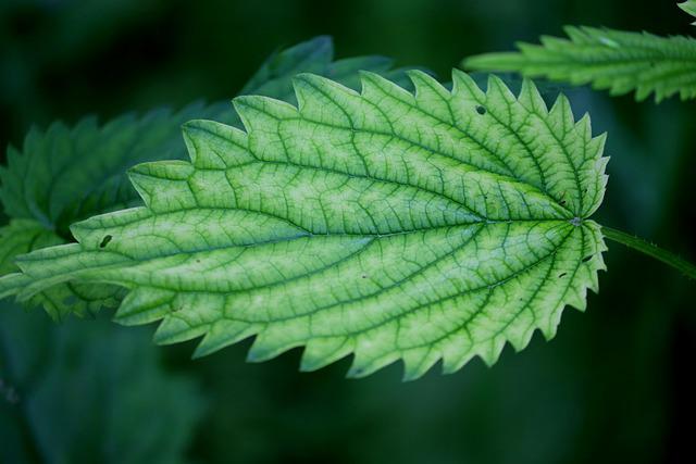 High Quality Tinctures and Holistic Wellness Practices – Divine Source